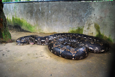 Visit BOHOL: Baclayon: Python Prony