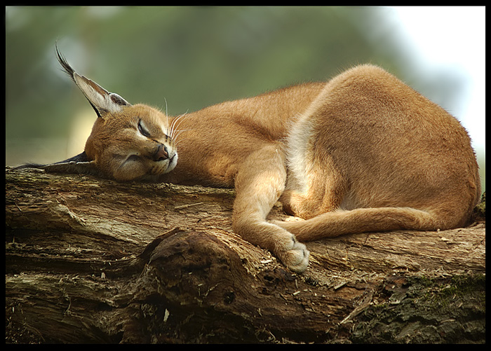 Journeys Of Little Foot UAE s Wildlife At Risk journeys-of-little-foot-uae-s-wildlife-at-risk