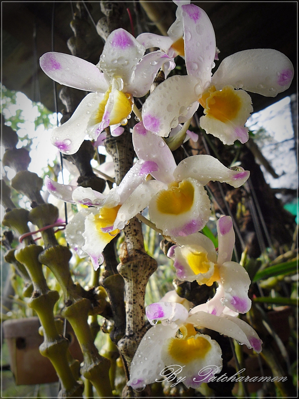 Dendrobium (pac-ter)
