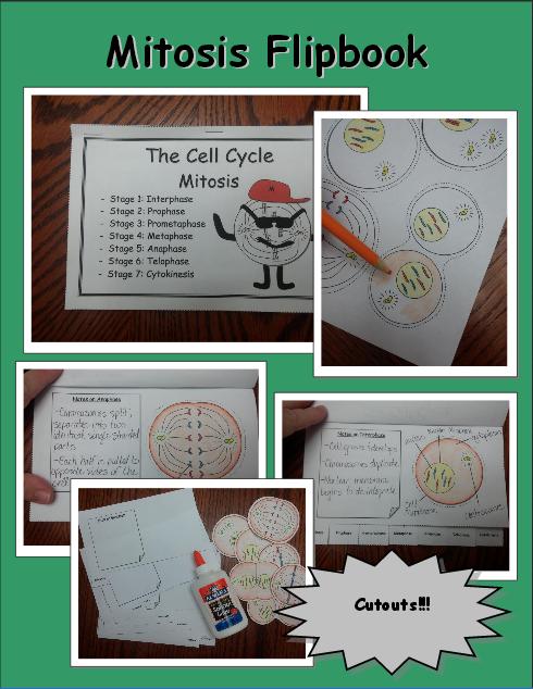 The Best of Teacher Entrepreneurs: Mitosis