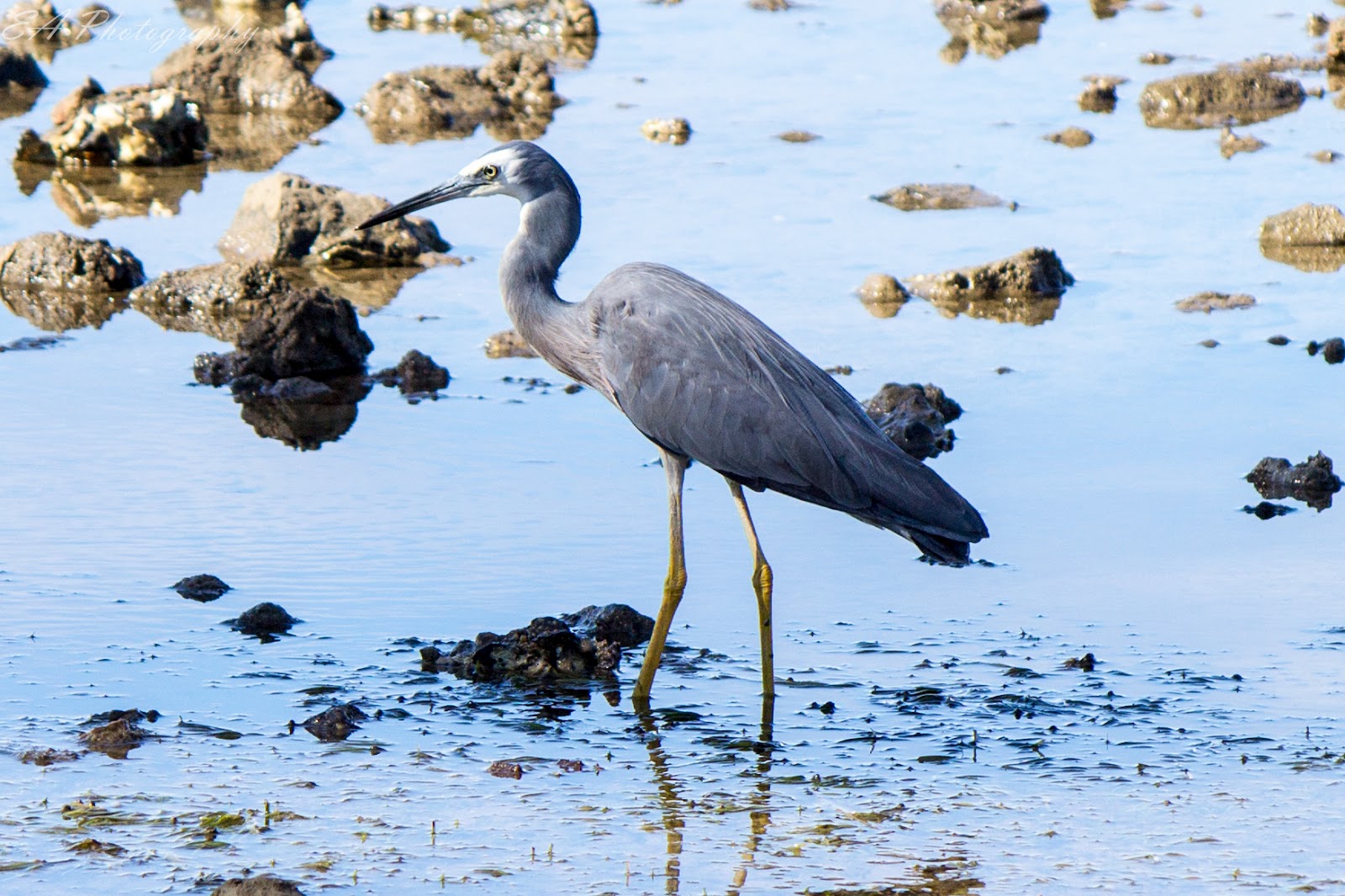 The Greatest Of These Is LOVE World Bird Wednesday Water Birds At the-greatest-of-these-is-love-world-bird-wednesday-water-birds-at