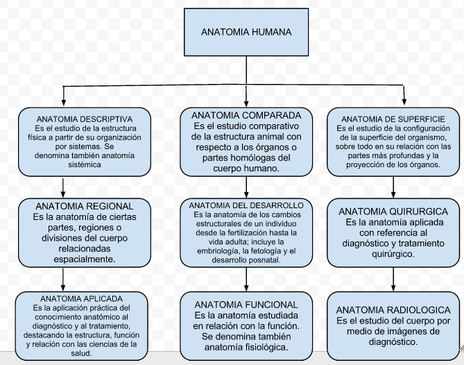 LA ANATOMIA: ESTUDIO DE LA ANATOMIA (mapa conceptual)
