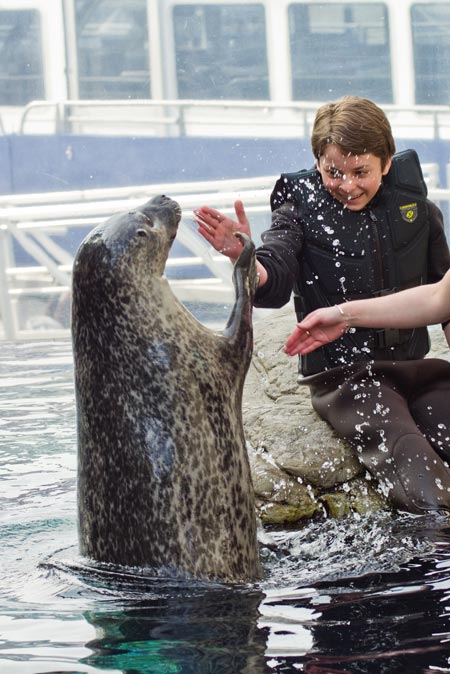 Marine Mammal Trainers Take A Dip With A Seal marine-mammal-trainers-take-a-dip-with-a-seal