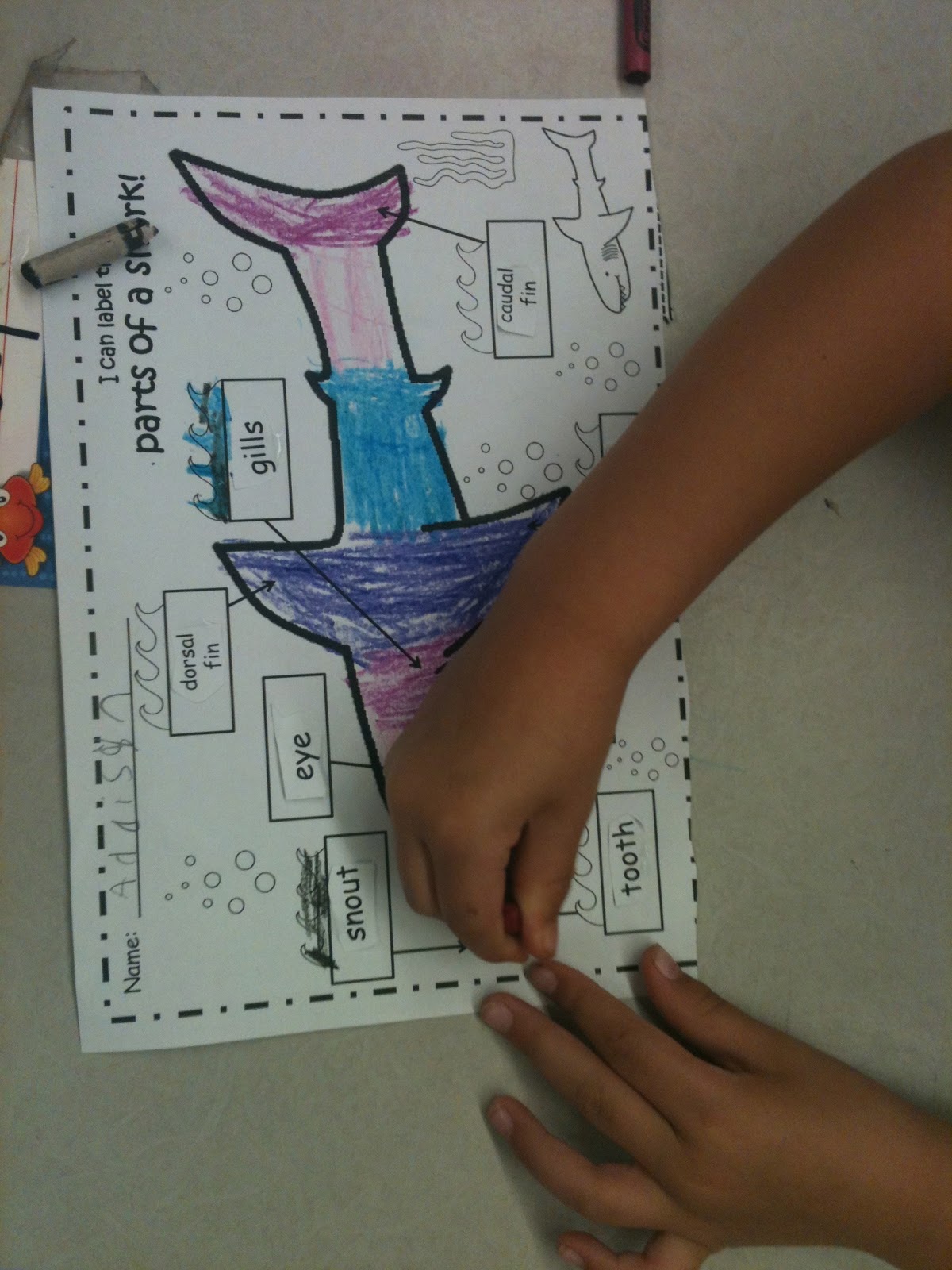 Whats in the Ocean Activities for Kids Part 2 | The Barefoot Teacher