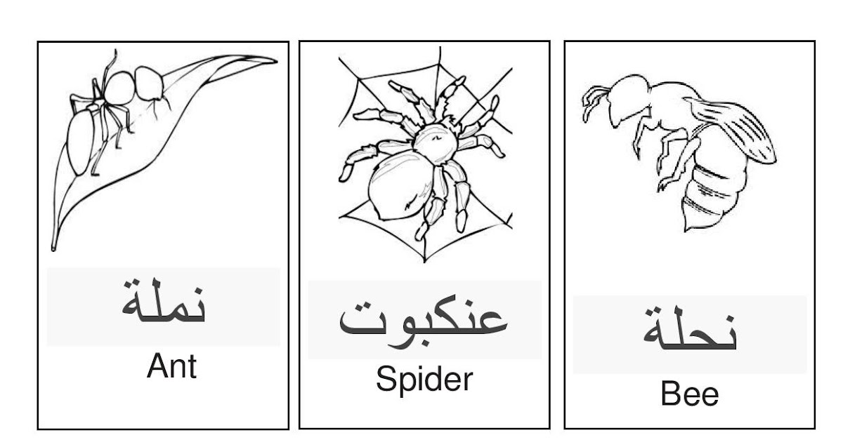 a muslim homeschool: Arabic insects