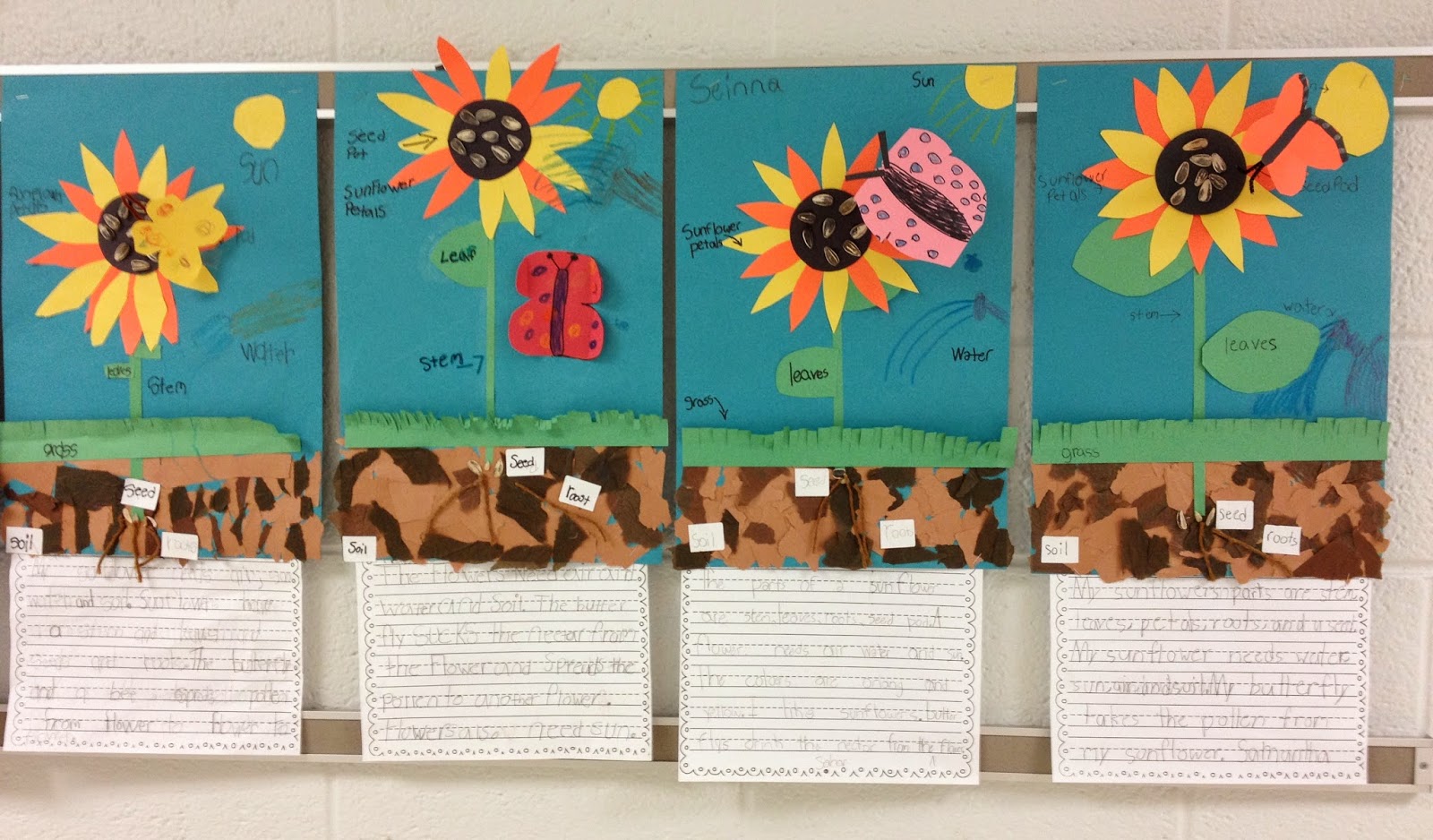 Sunflower Activity and Plant FREEBIE! - Dynamic Learning Resources