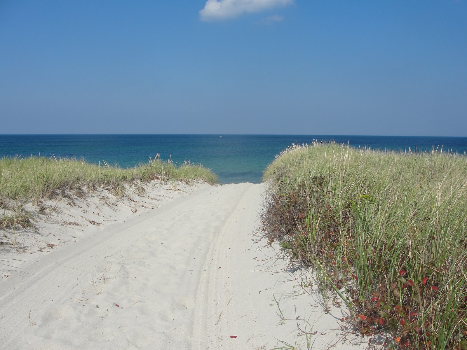 sandy neck beach | Mary Richmond's Cape Cod Art and Nature