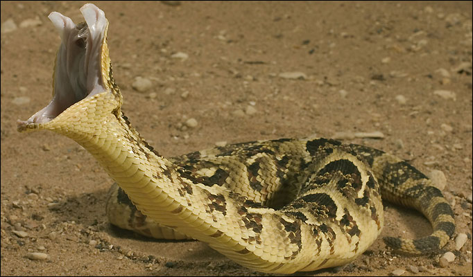 Epic's Interactive Blog: Reptiles found in the Kruger - The Puff adder