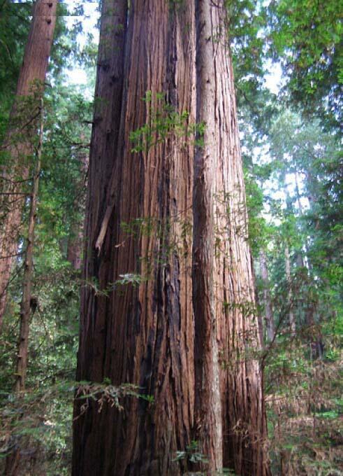 Lol Clubz Longest Tree lol-clubz-longest-tree
