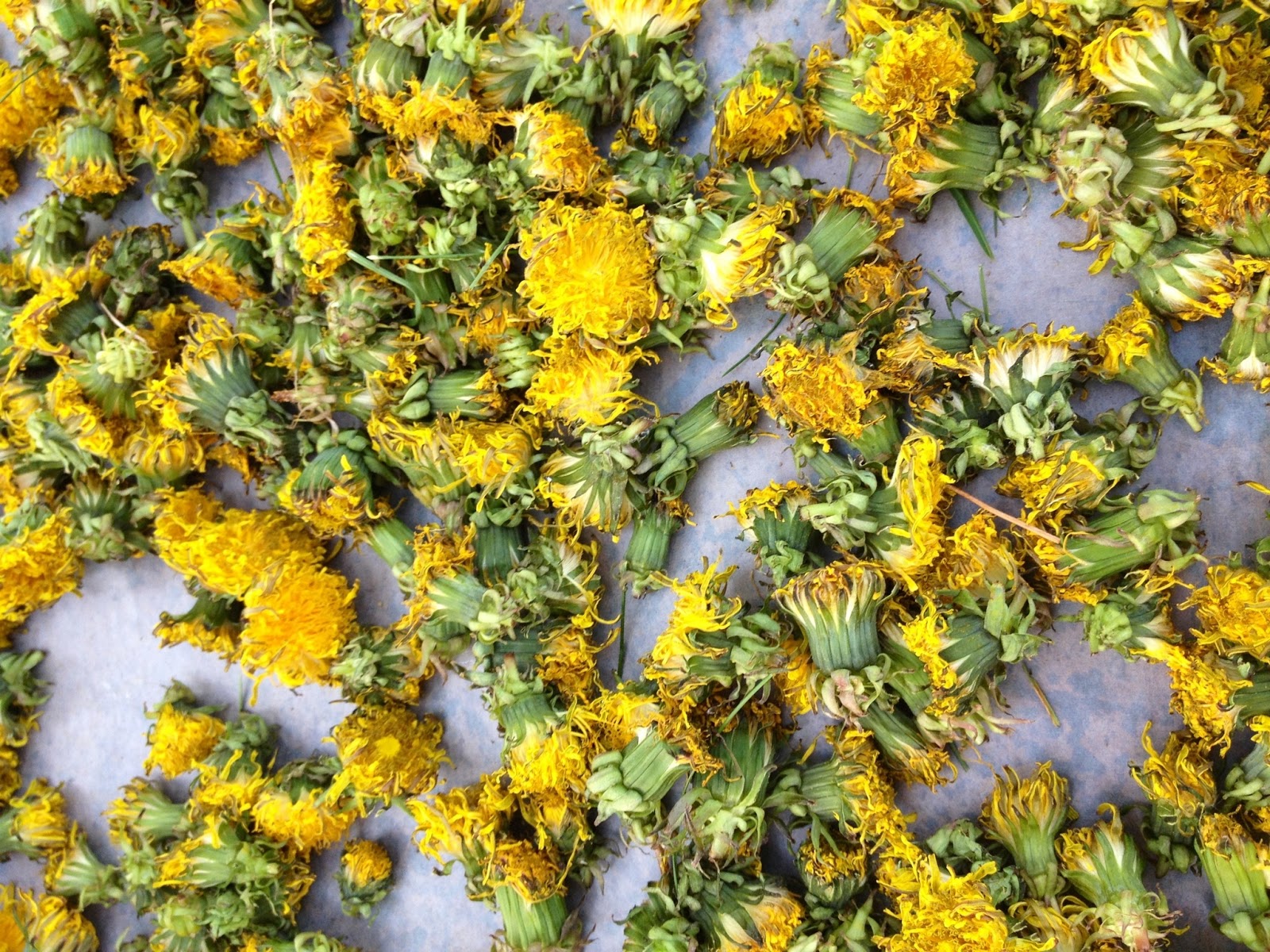 Pyramidcult Studios Blog Wild Dandelions How To Harvest And Dry pyramidcult-studios-blog-wild-dandelions-how-to-harvest-and-dry