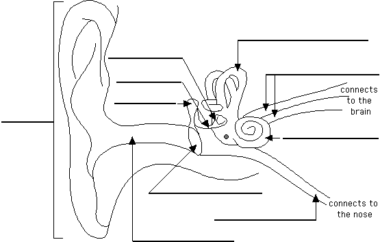 Ear Diagram Label Anatomy Human Unlabeled Body Parts Science Color ...