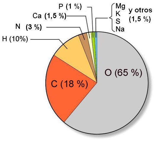 El Cuerpo Humano: ¿Cuáles son los elementos en el cuerpo humano?