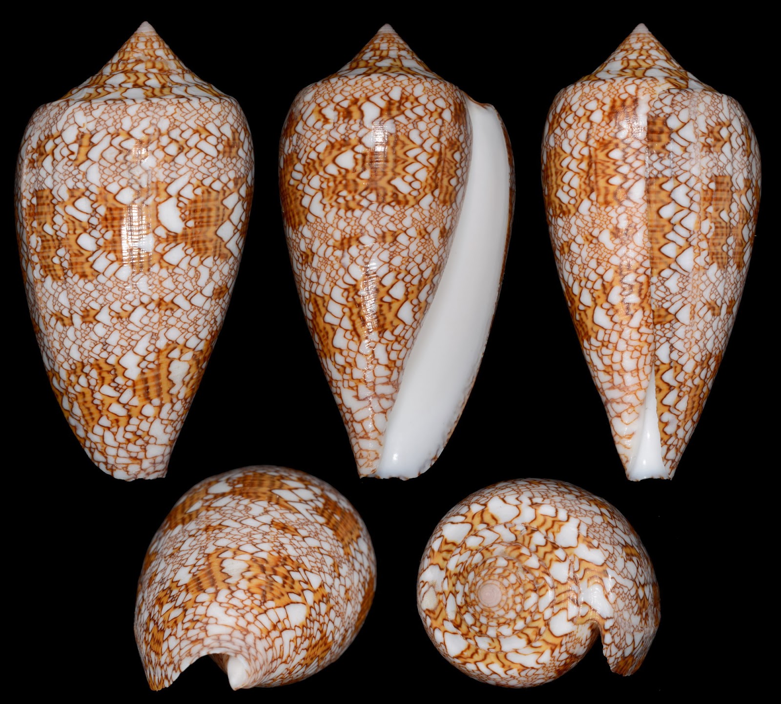 Dr. Lee's Gallery Museum: Conus textile f. pyramidalis 68.6mm 織錦芋螺