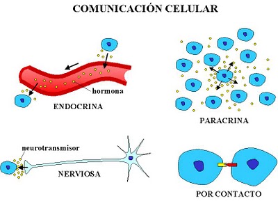 BIOLOGÍA 3º SECUNDARIA: Tipos de comunicación entre células
