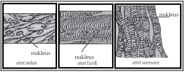 Fungsi Jaringan Otot & Jenis Otot | Catatanku Fungsi Jaringan Otot & Jenis Otot | Catatanku
