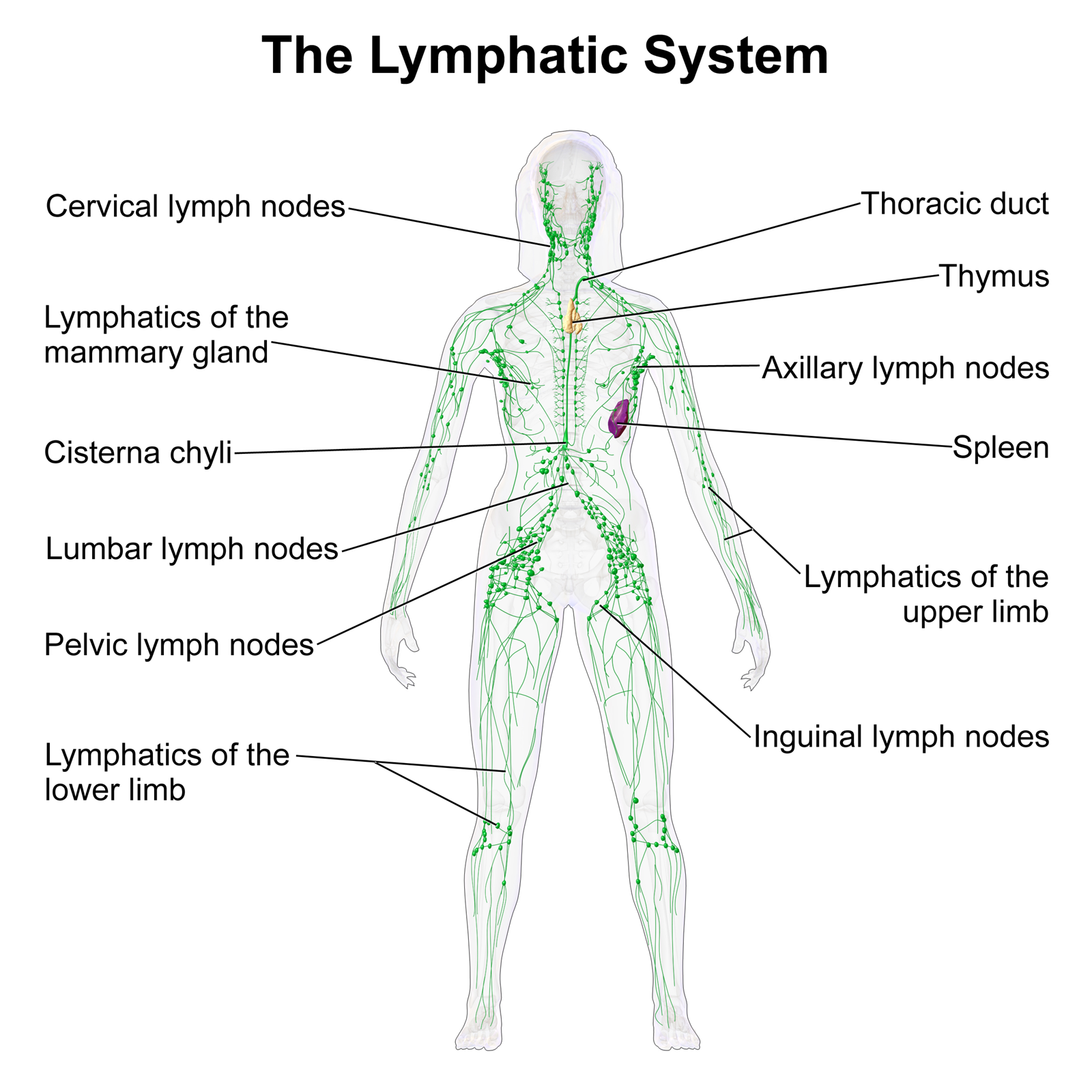 Honors Biology Immune System Quiz honors-biology-immune-system-quiz