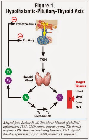 Kelola Mina Pembudidaya: Kelenjar Thyroid