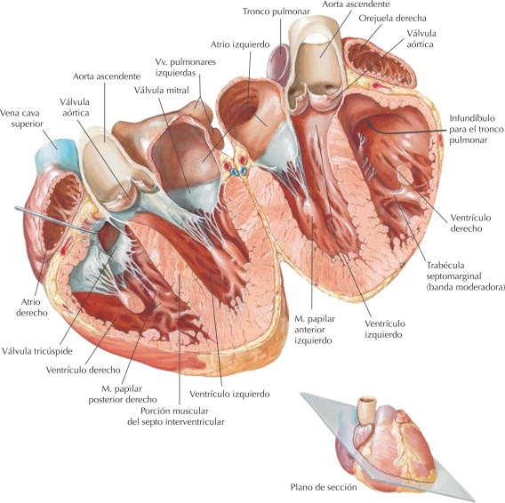 Netter Blog: Sistema cardiovascular: corazón