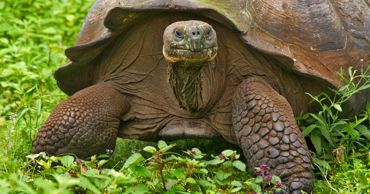 Tortoise | The Biggest Animals Kingdom Tortoise | The Biggest Animals Kingdom