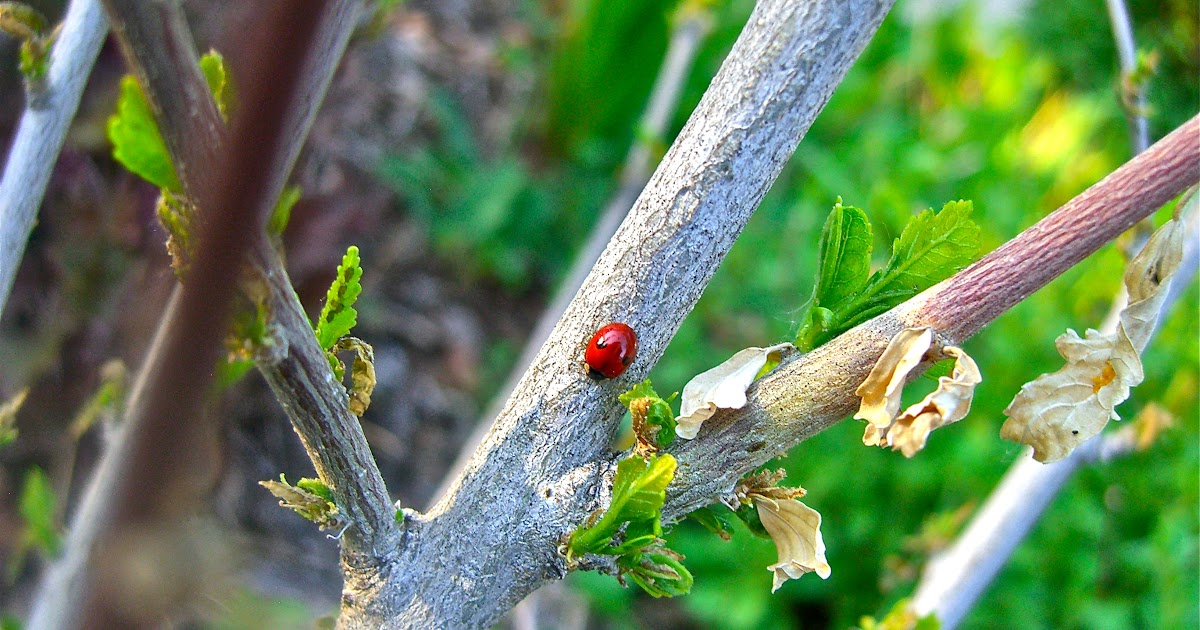 A Happy Song: Ladybird, Ladybird Fly Away Home