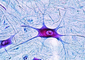 3. Tkanka - tkanka nerwowa | Biologia ogólna