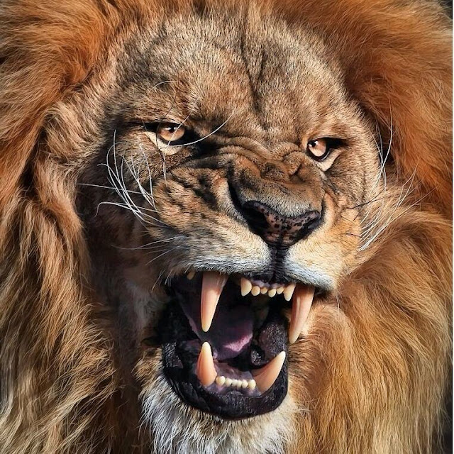 White Wolf Wild Lions Nearing Extinction Video white-wolf-wild-lions-nearing-extinction-video