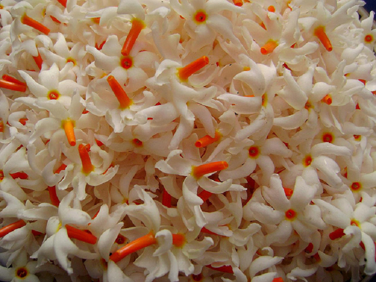 We love Our Bangladesh: Night jasmine or coral jasmine(shiuli/shefali ful) of Bangladesh