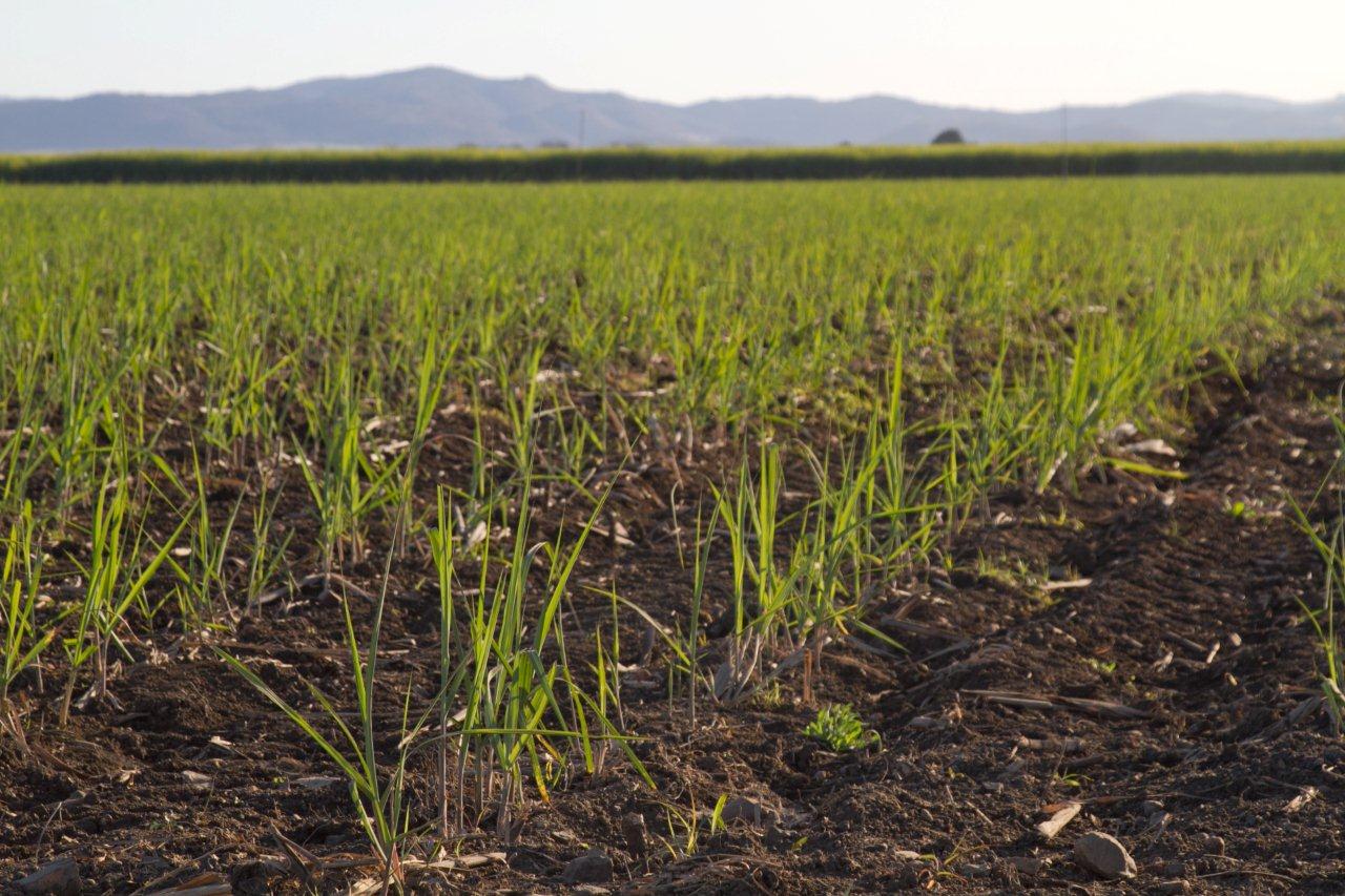 Pongolaconnect Sugar Cane Farming In South Africa pongolaconnect-sugar-cane-farming-in-south-africa