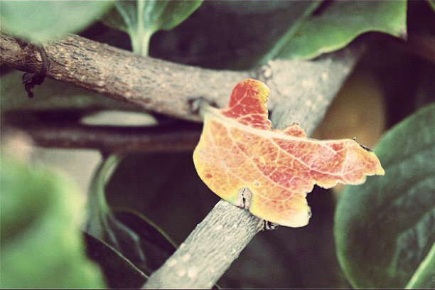 Lovingly Simple: October 2011