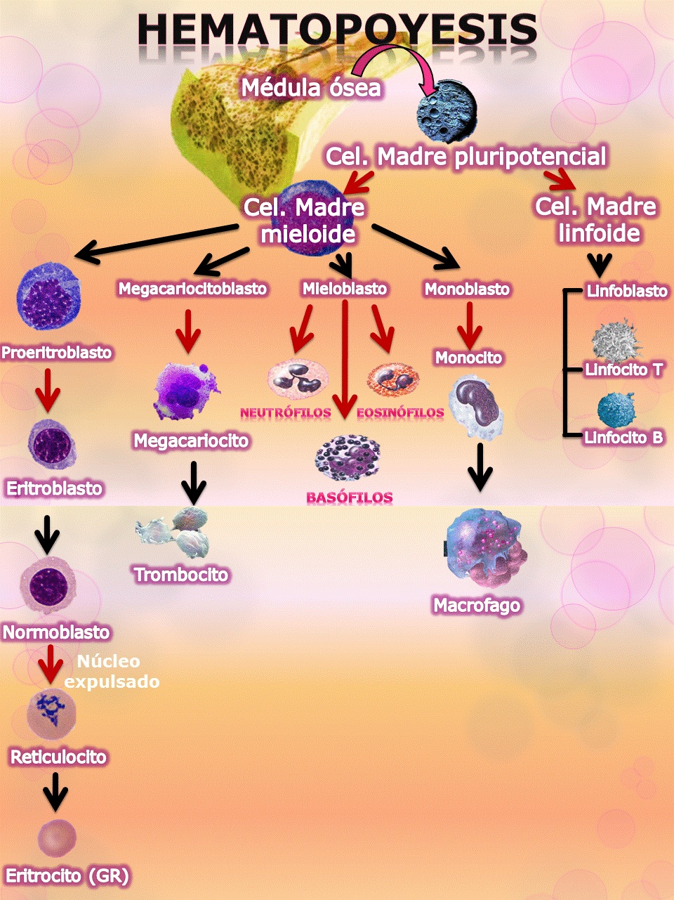 Fisiología humana: "Hematopoyesis"