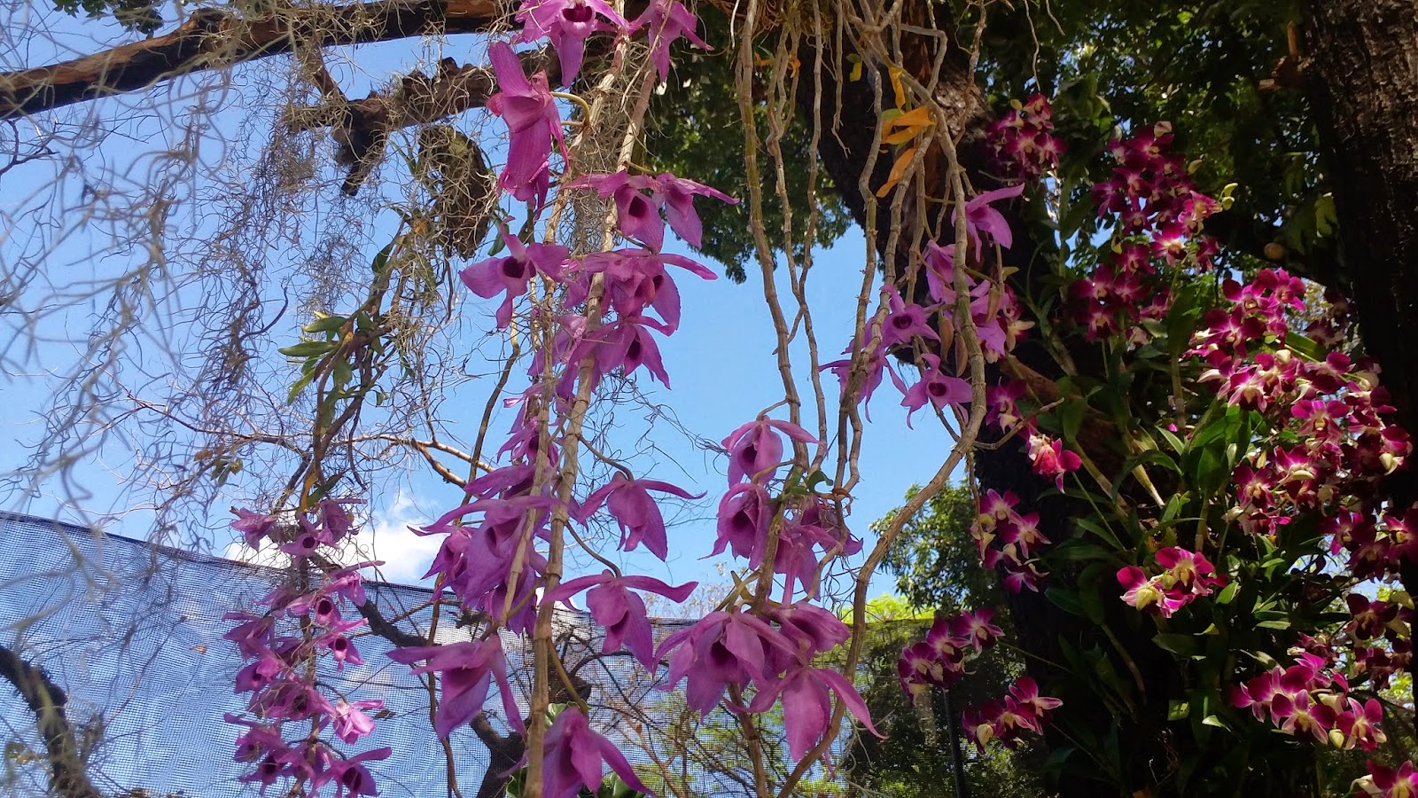 Philippine Culture And Surprises Orchids In Philippines philippine-culture-and-surprises-orchids-in-philippines