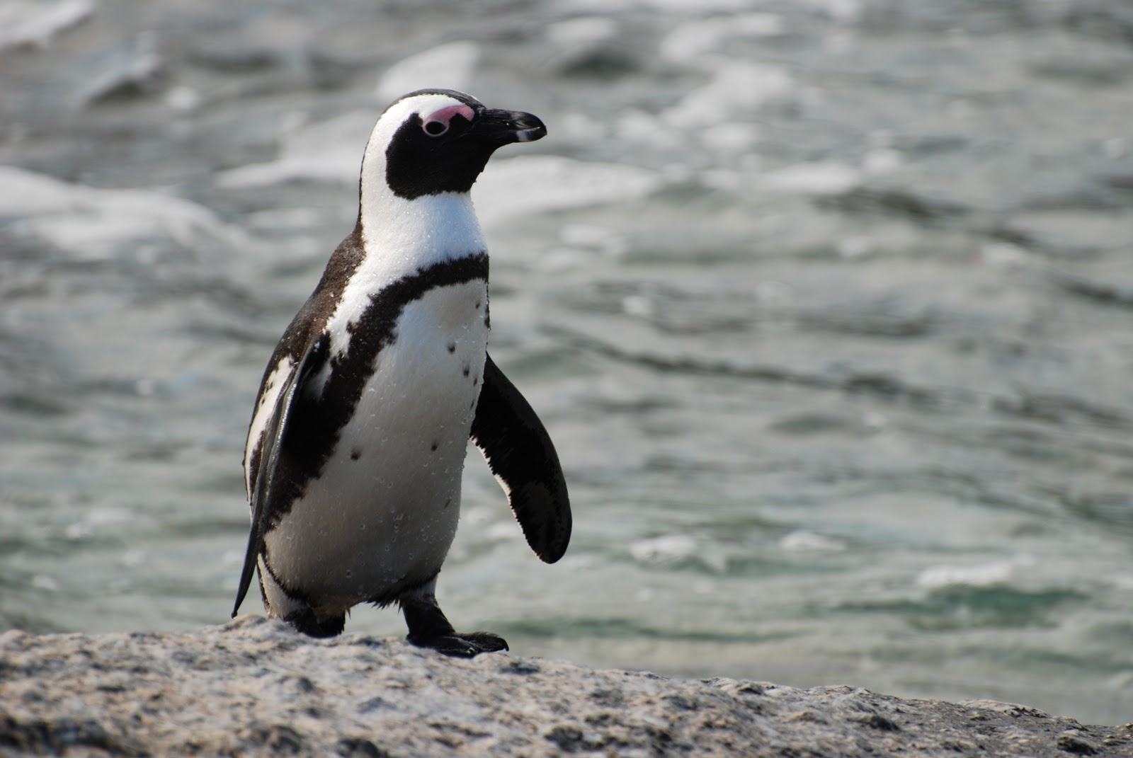 African Penguin Life Of Sea african-penguin-life-of-sea