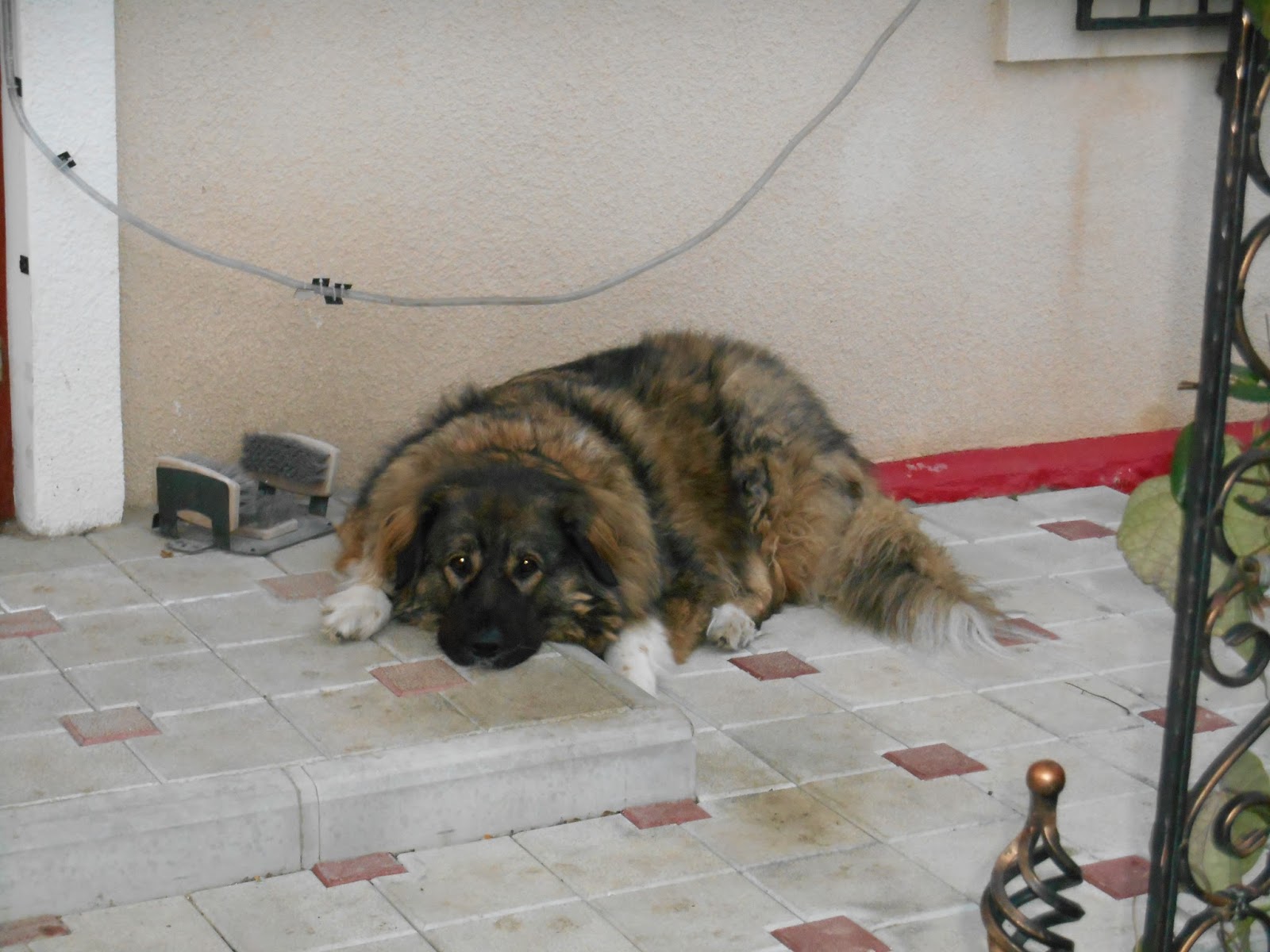 Committed Stitcher: Chilling Sharr