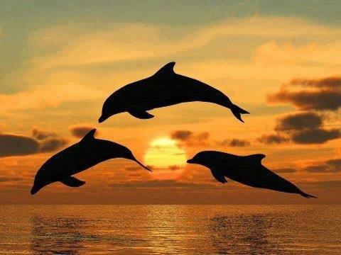 Delfines saltando en el atardecer - Imagui