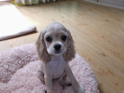 linuxBean14.04(14)Bracketsのメニュー項目追加の仕組みをみる-p--q