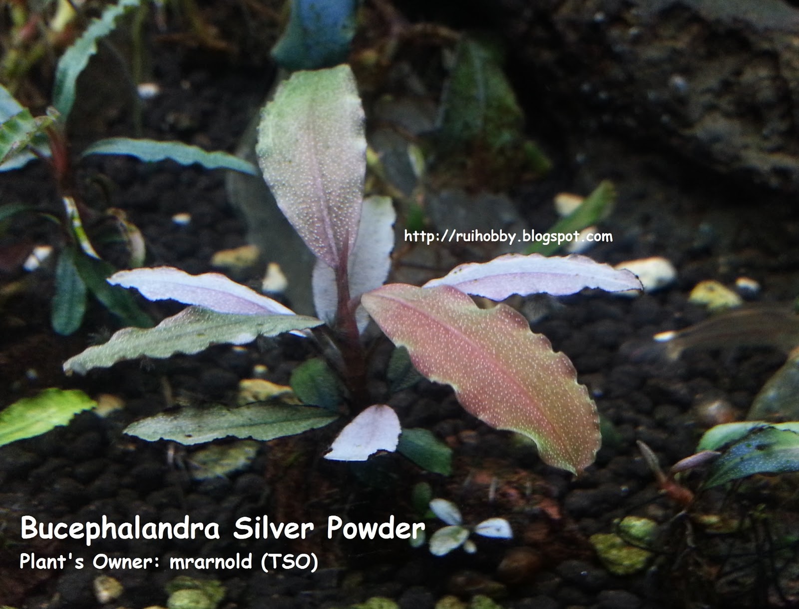 Rui's Hobby - Bucephalandras: Bucephalandra Silver Powder