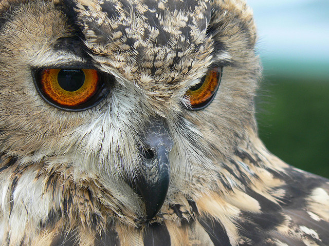 SOME IDIOMS AS WISE AS AN OWL SPECIAL EDITION FOR BIOLOGYWATCHER some-idioms-as-wise-as-an-owl-special-edition-for-biologywatcher
