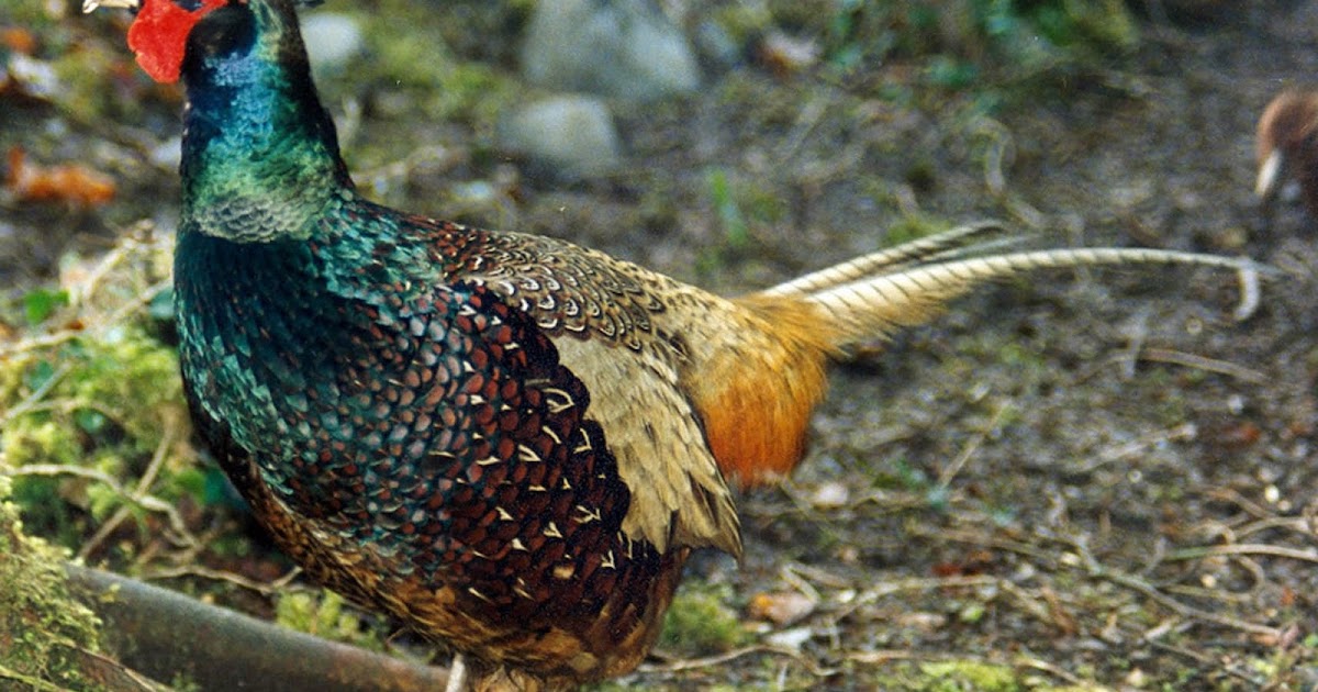 Melanistic Ringneck Pheasant