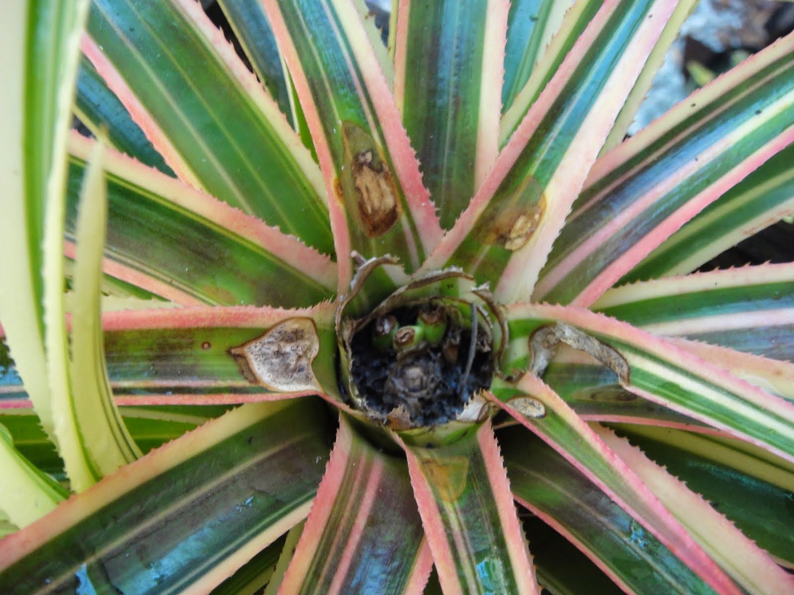 Succulent Bromeliads and others : xNeophytum 'Galactic Warrior'