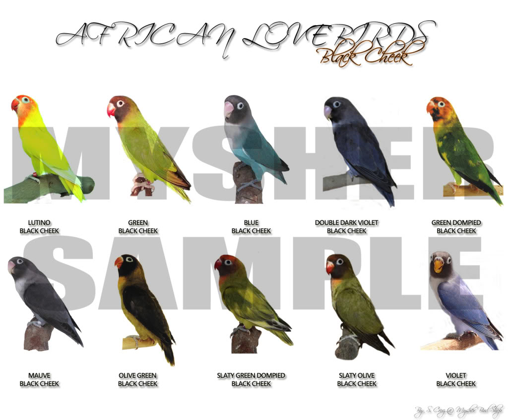 LIFE XpeRience AKu Lovebirds Poster life-xperience-aku-lovebirds-poster