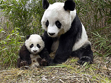 Amazing Giant Panda: Endangered Species, Giant Pandas Facts, Photos ...
