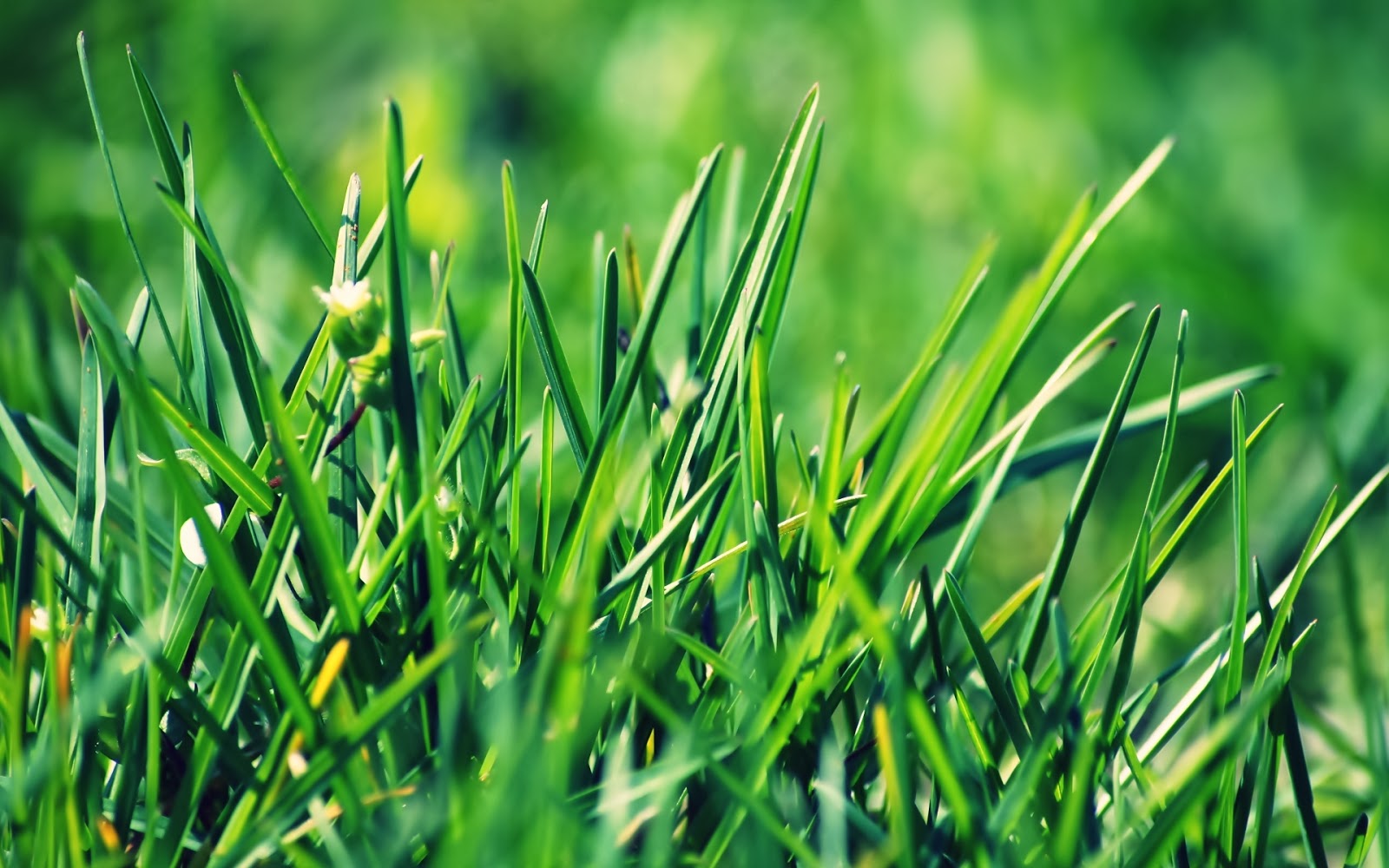 Grass The New Biofuel Tracktec grass-the-new-biofuel-tracktec
