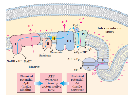 Bioquímica: Cadena de transporte de electrones y fosforilación oxidativa
