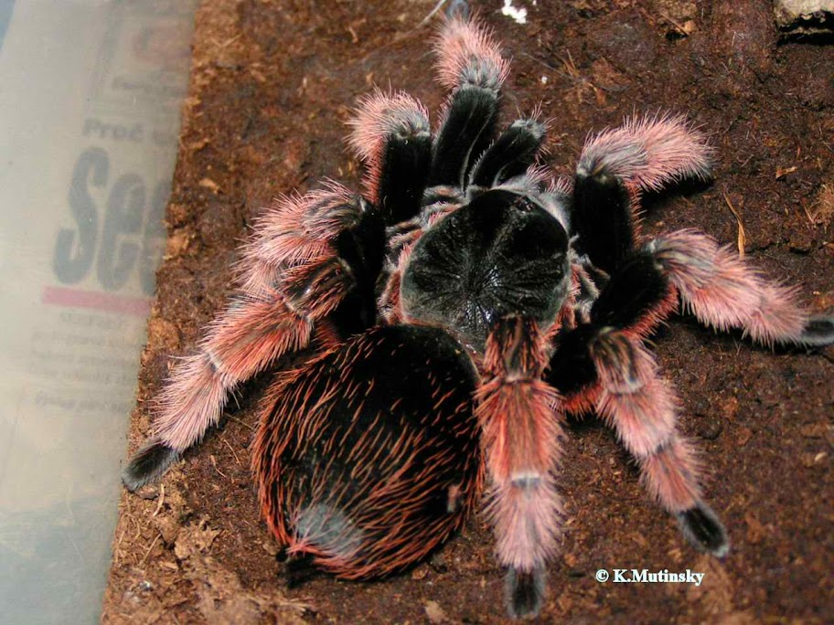 Brachypelma klaasi - Alchetron, The Free Social Encyclopedia