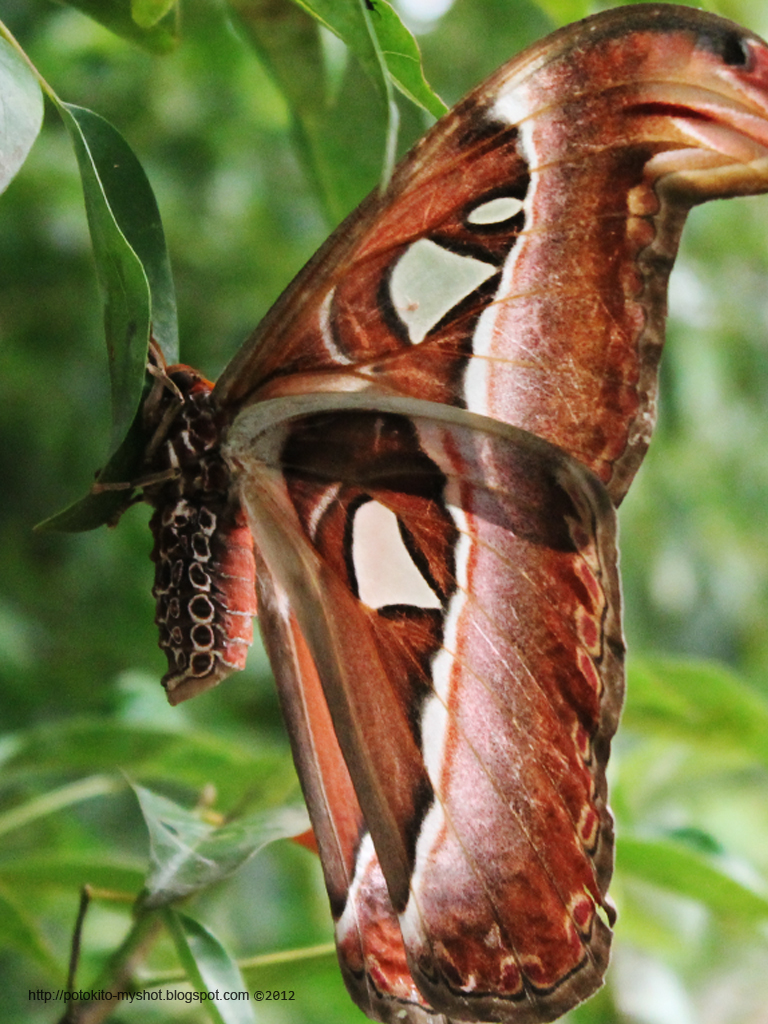 My Shot Gallery of Bengkulu: The Atlas moth (Attacus atlas), Sumatra Indonesia