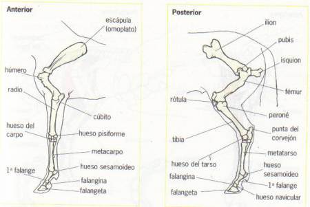 CRÓNICAS EN EL RINCON DEL HIPÓLOGO: Biología