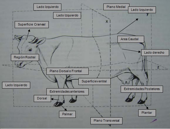 cuidado animal: Como aplicar una inyeccion intramuscular en Bovinos cuidado animal: Como aplicar una inyeccion intramuscular en Bovinos