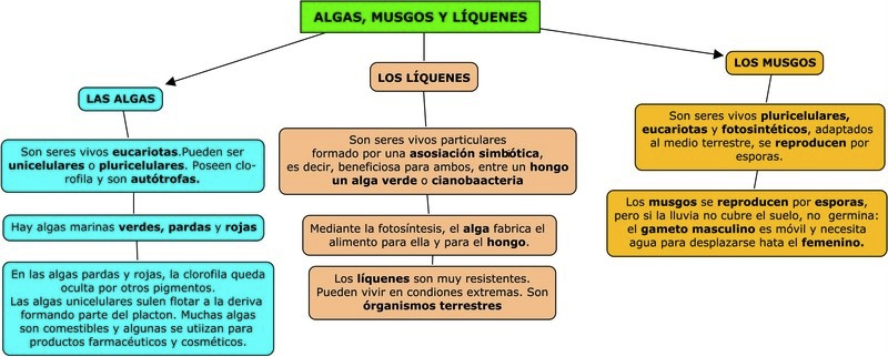 Naturales en el Álvar: Algas, líquenes y musgos