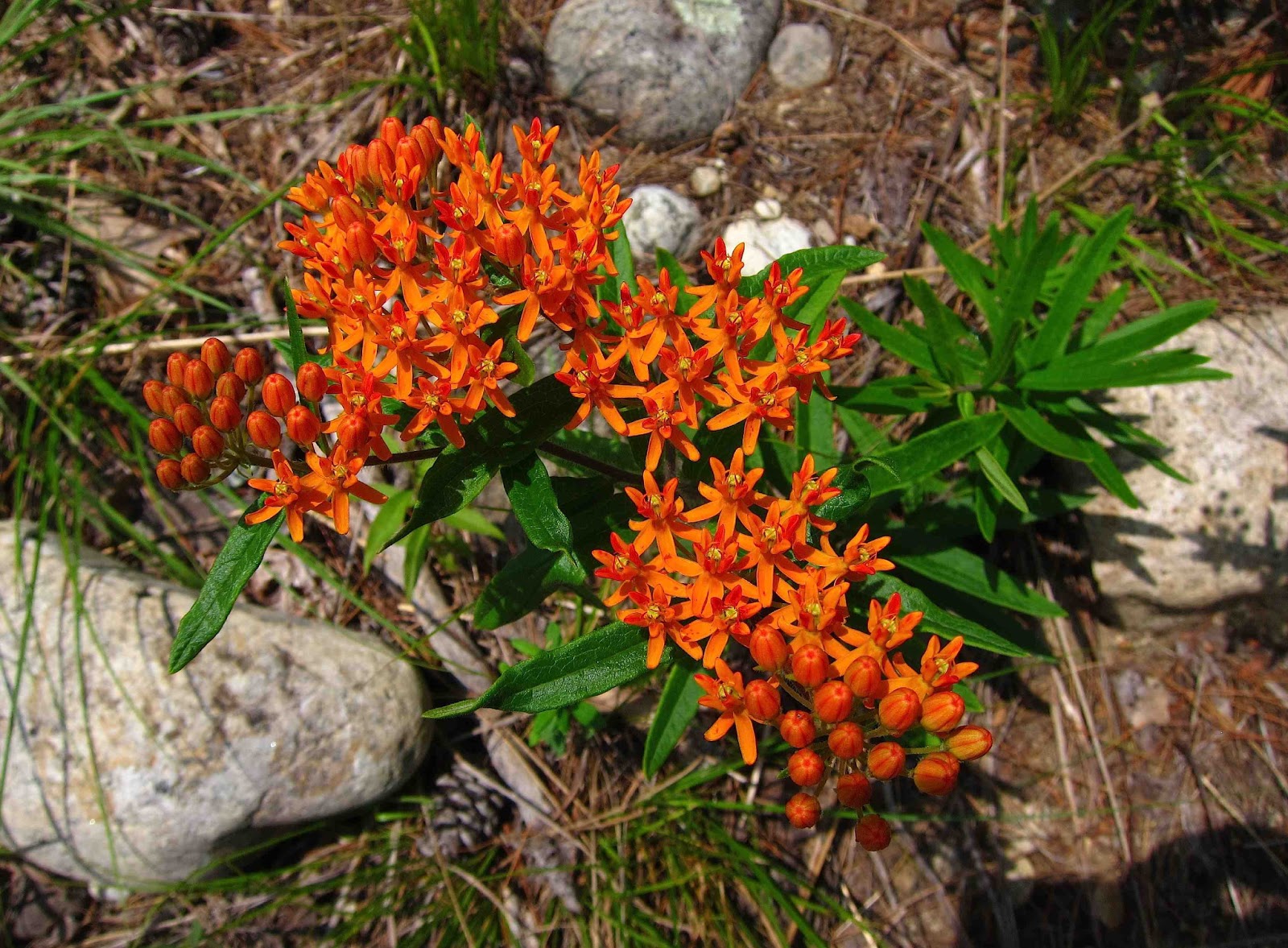 Saratoga woods and waterways: Bountiful Butterfly Weed Saratoga woods and waterways: Bountiful Butterfly Weed