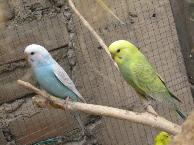 Imagenes de loros australianos - Imagui